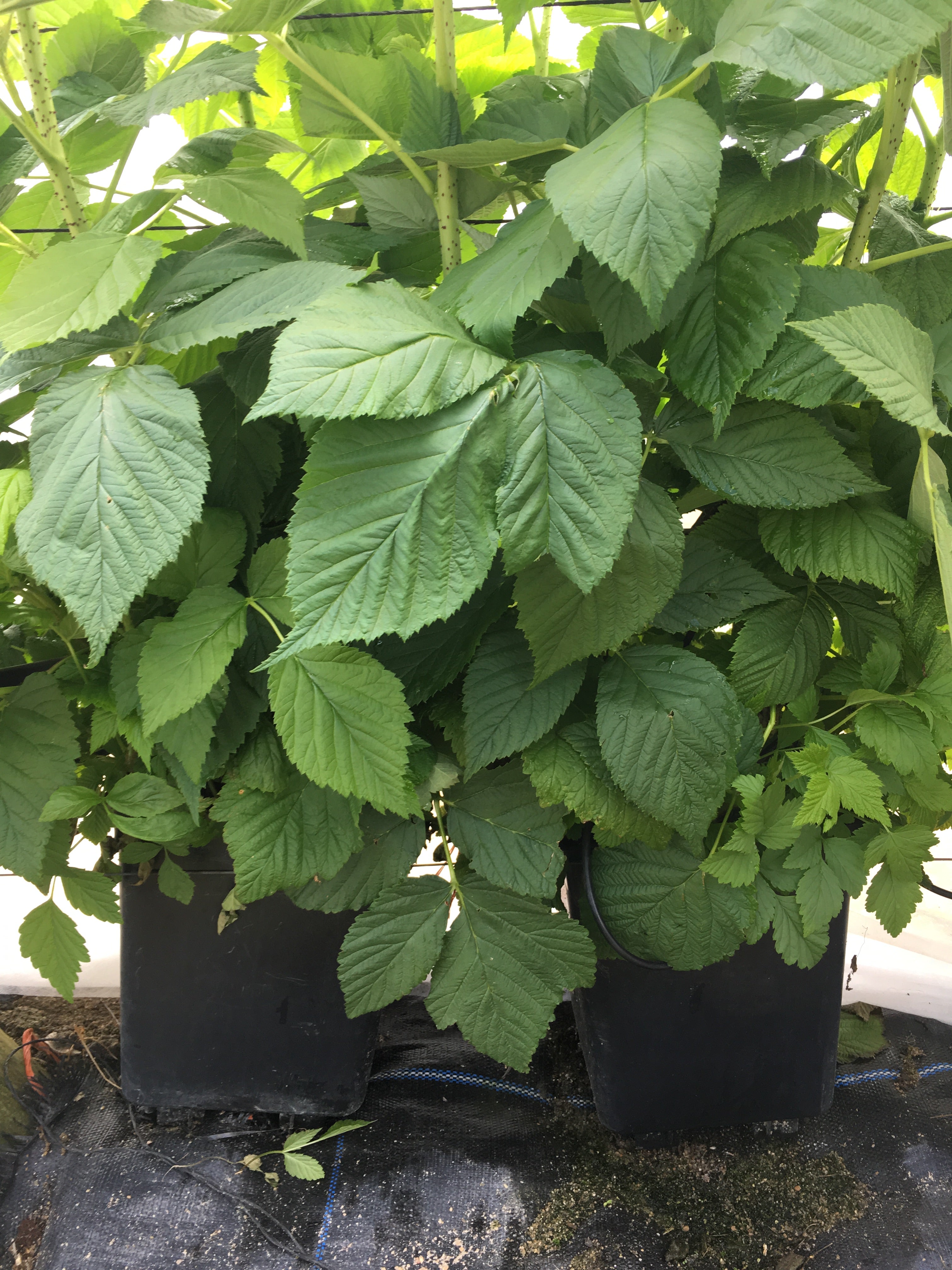 Raspberry Plants for Sale | Grow Fresh Raspberries at Home – Growrite